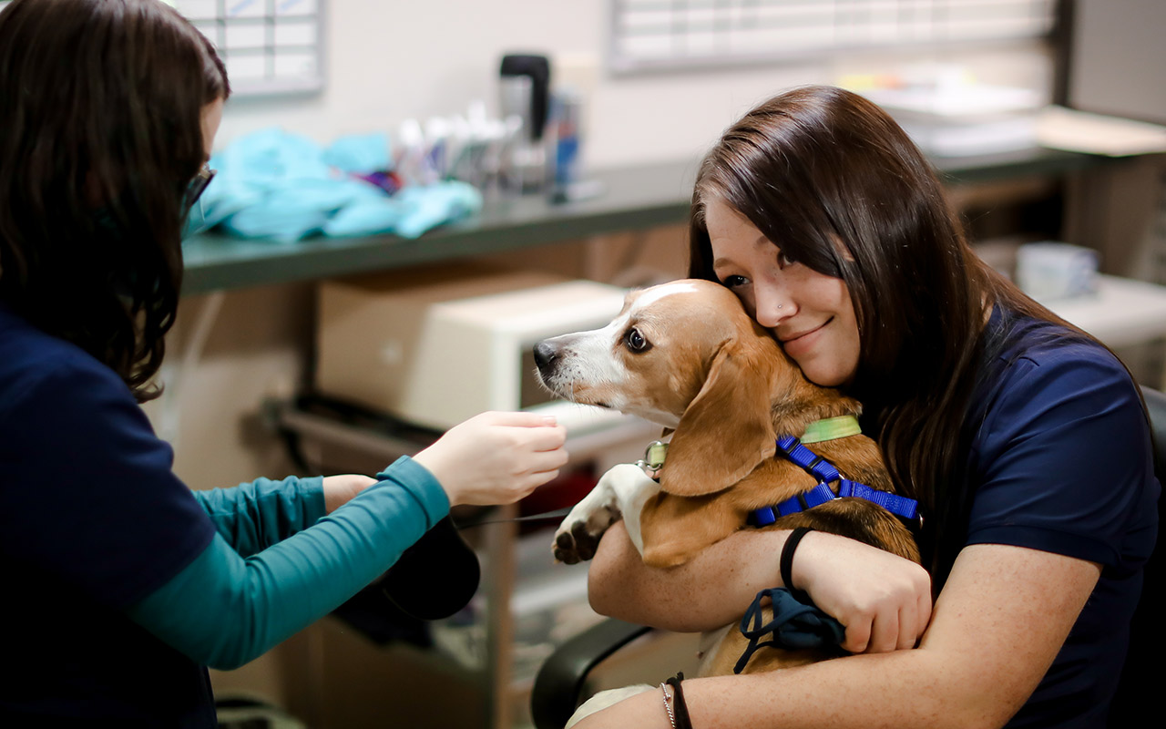 Services - Vet in Plano | High Point Animal Clinic